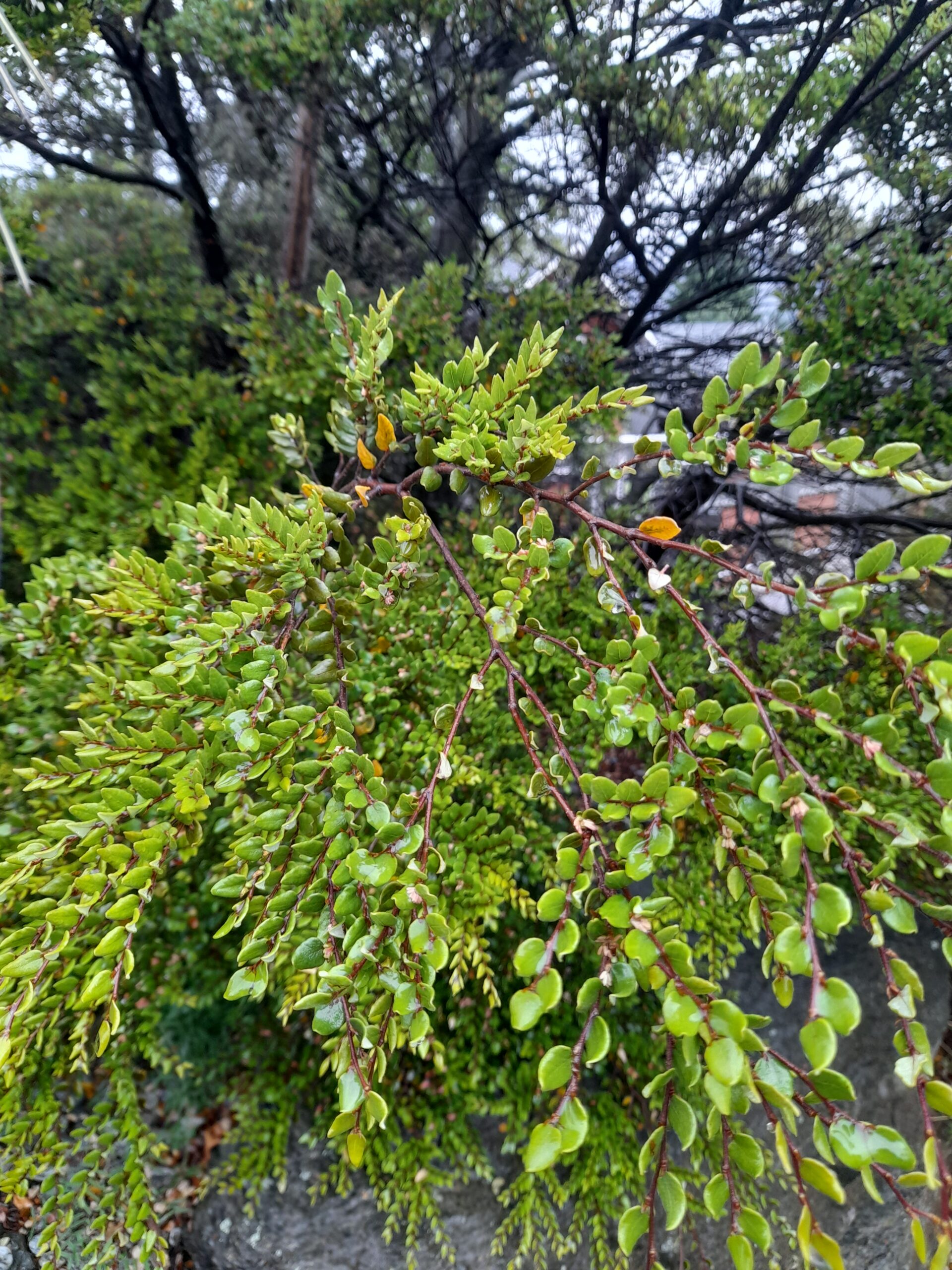 About - Pinewood Garden Company